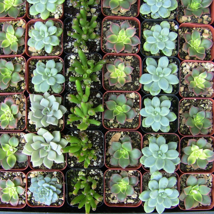 Collection of 50 small succulents | Urban Succulents