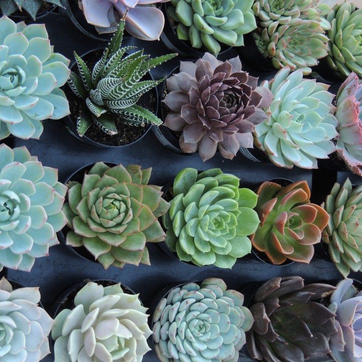 Succulent Plant Assortment