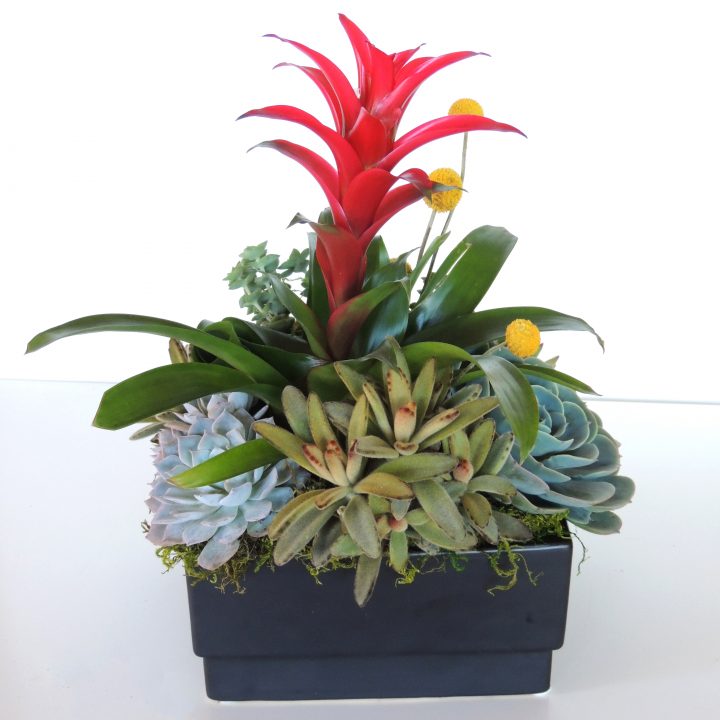 Succulent and Bromeliad in Ceramic Vessel | Urban Succulents