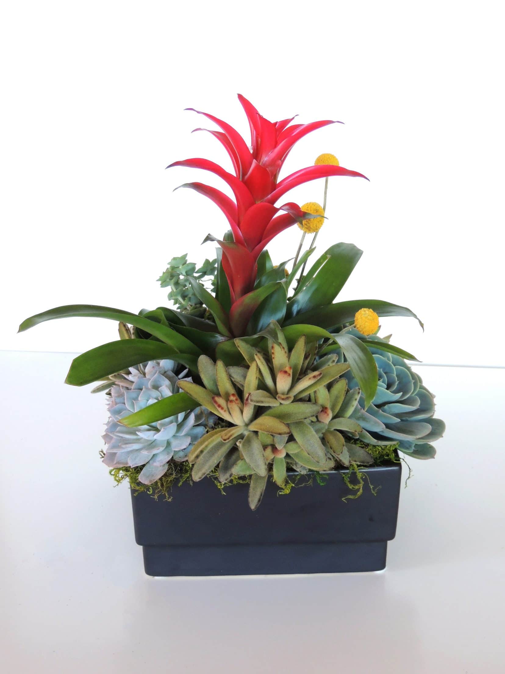 Succulent and Bromeliad in Ceramic Vessel | Urban Succulents