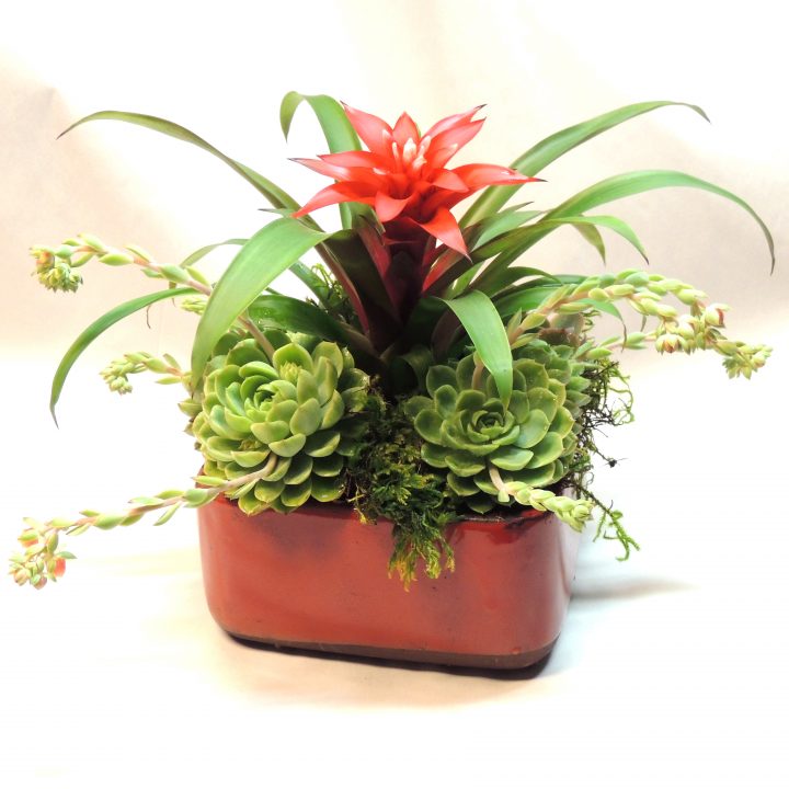 Succulent and Bromeliad in Ceramic Vessel | Urban Succulents