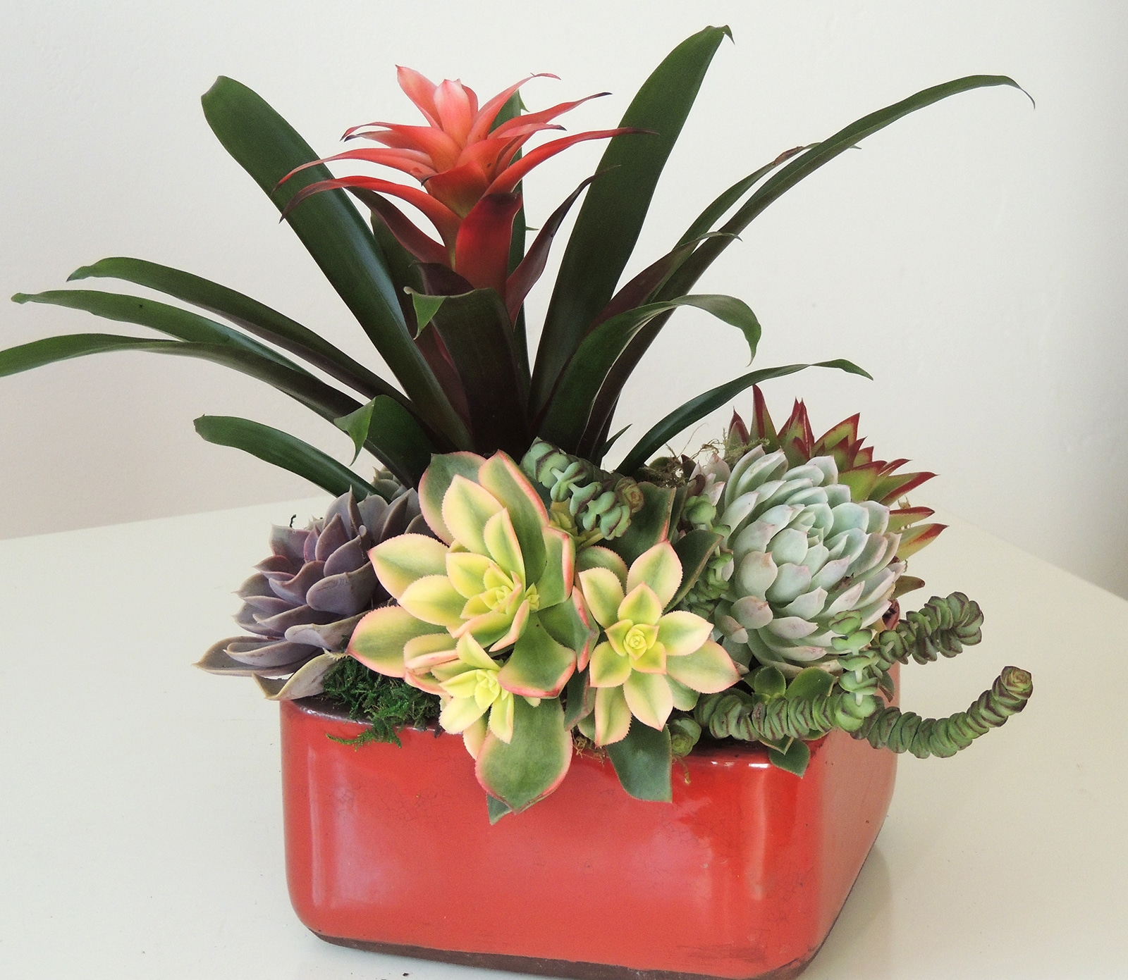 Succulent and Bromeliad in Ceramic Vessel | Urban Succulents