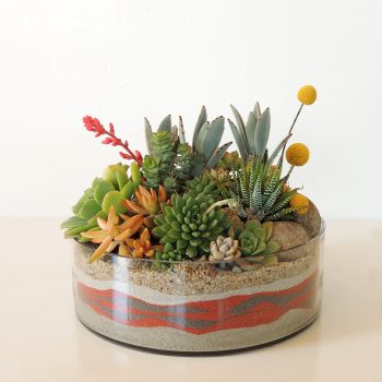 Bubble Succulent Terrarium-Large | Urban Succulents
