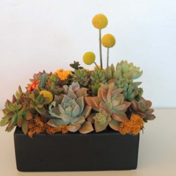 Bubble Succulent Terrarium-Large | Urban Succulents