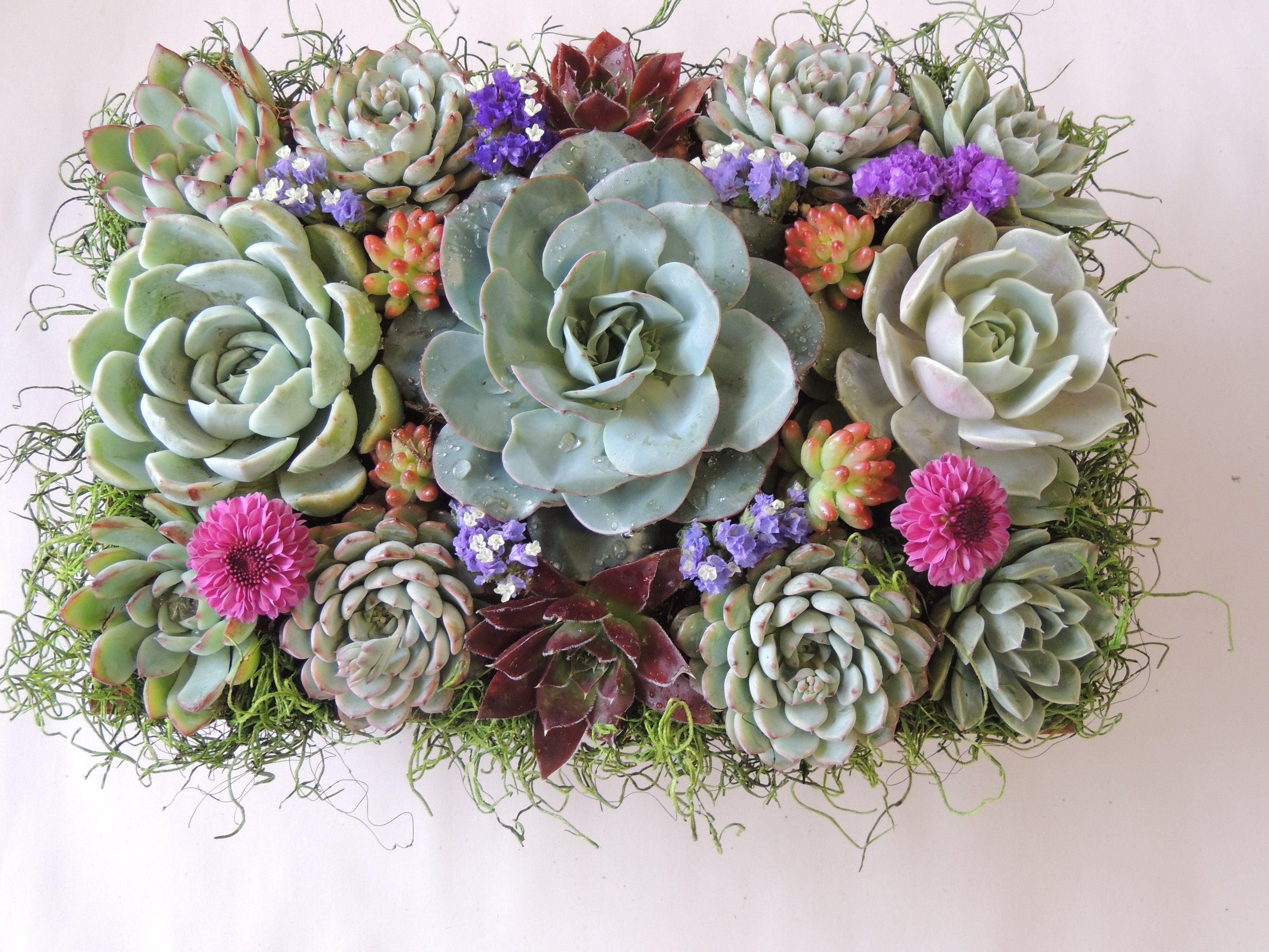 Succulent arrangement with a vatiety of colorful succulents