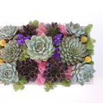 Candice | Urban Succulents