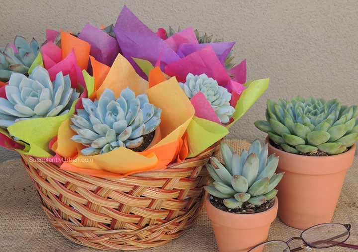 Succulent Wedding Bouquets, Centerpieces, & More | Urban Succulents