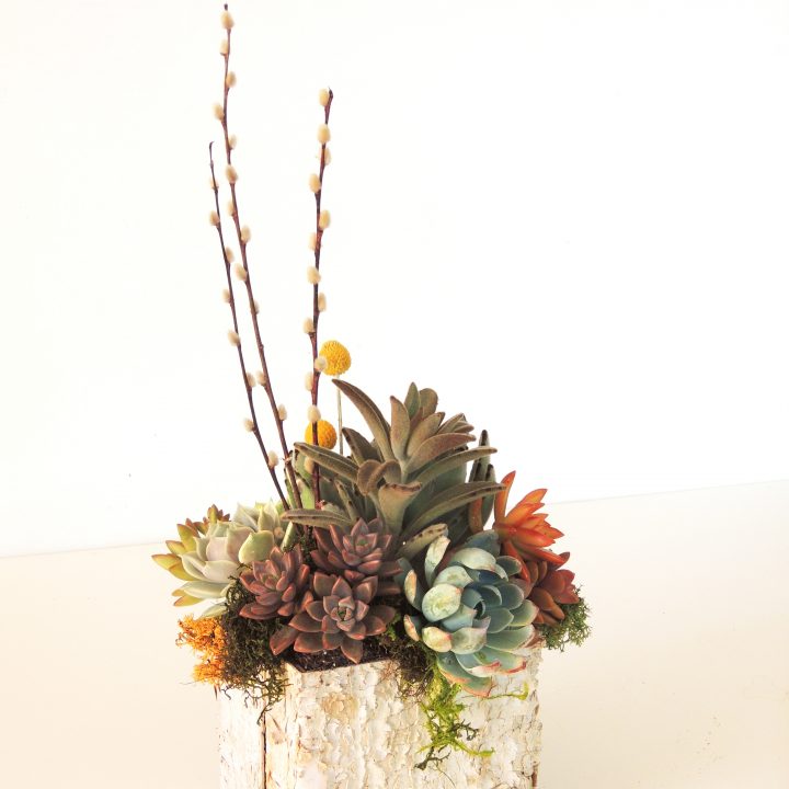 Candice | Urban Succulents