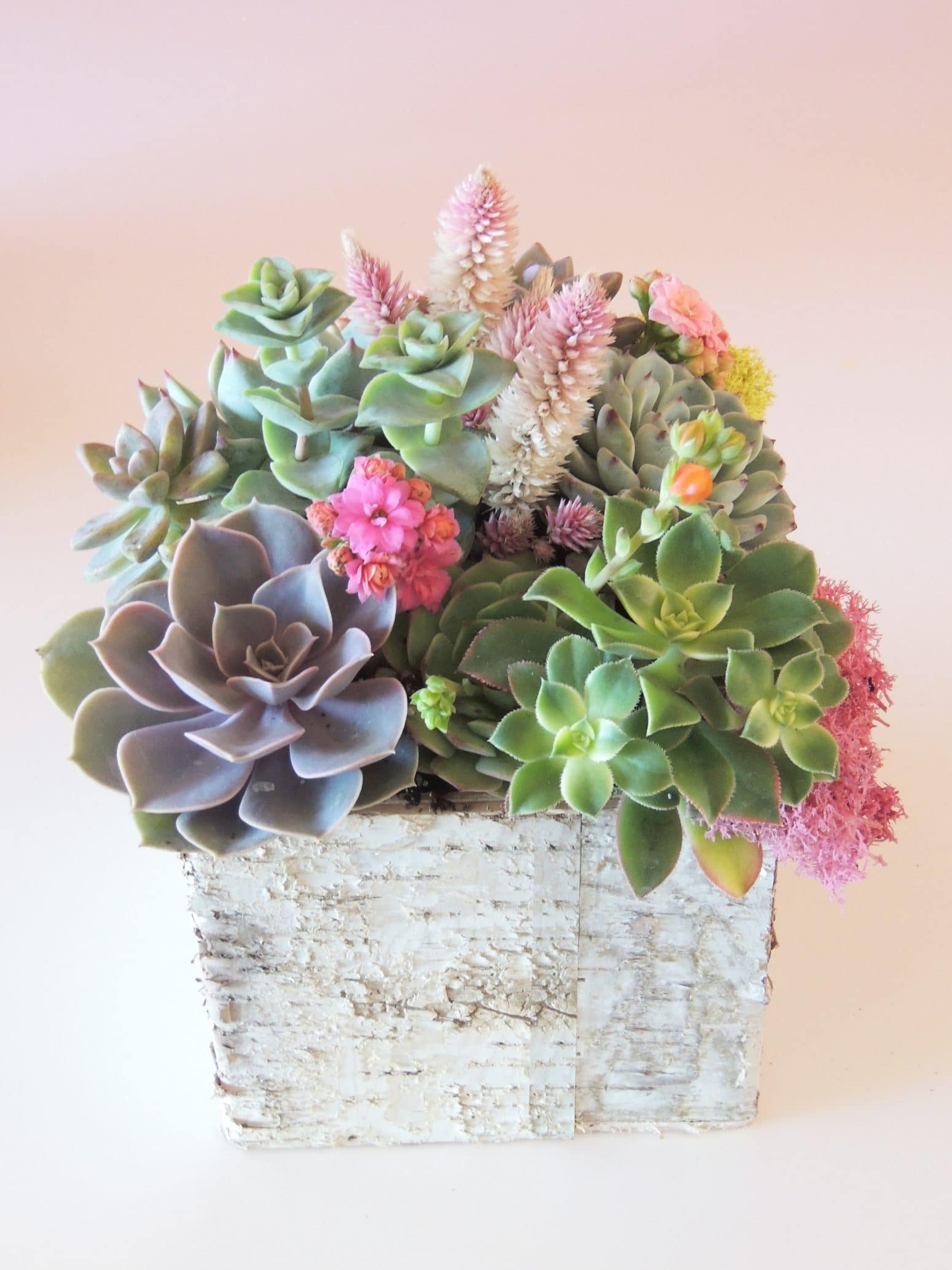Candice - Succulents in Birch Bark Container | Urban Succulents