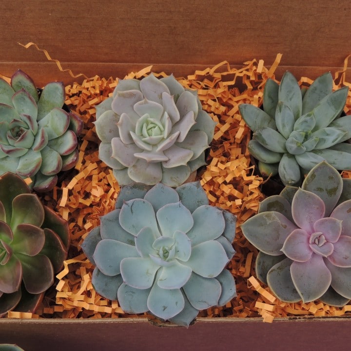 Succulent Gift Box | Urban Succulents