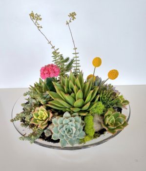 Succulent Dish Garden With Aloes and Cactus | Urban Succulents