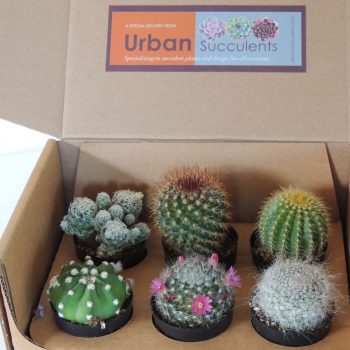 Cactus Gift Box | Urban Succulents