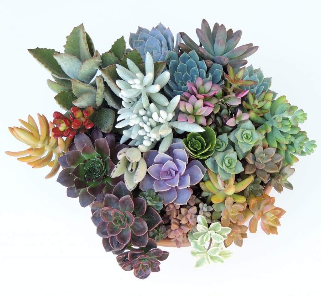 What color are succulent arrangements? | Urban Succulents