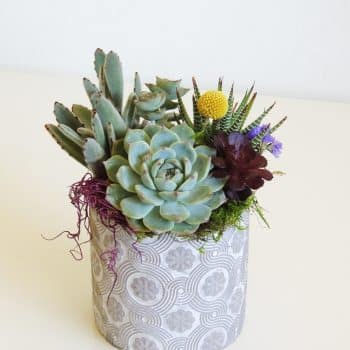 Succulent Gifts & Arrangements For Sale [Free Delivery]