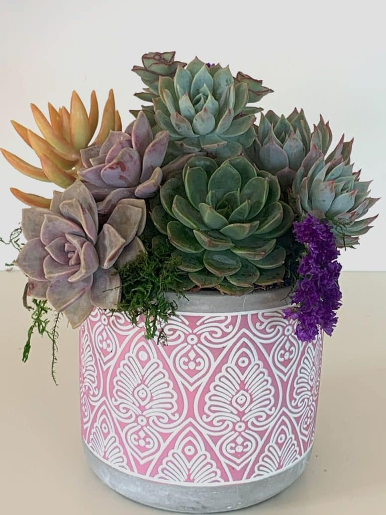 Carol | Urban Succulents